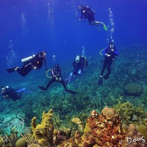 Centro de Buceo Octopus Dive School - Roatan