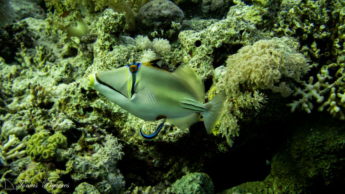 Inmersión de Sandra Piruleta - MAR ROJO, GORDON REEF. Fecha: 06/12/2019