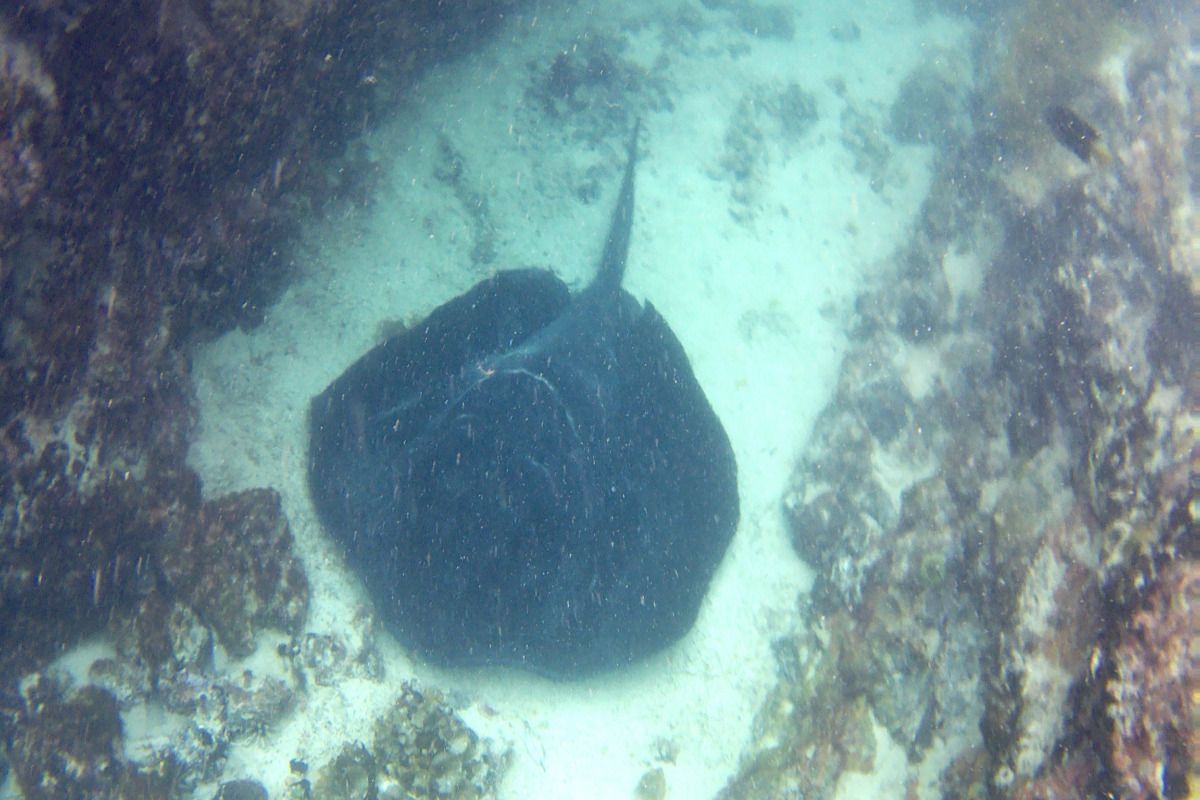 Dive of j_bu_ay - CONCHA DE PERLA ISABELA - GALAPAGOS - ECUADOR. Date ...
