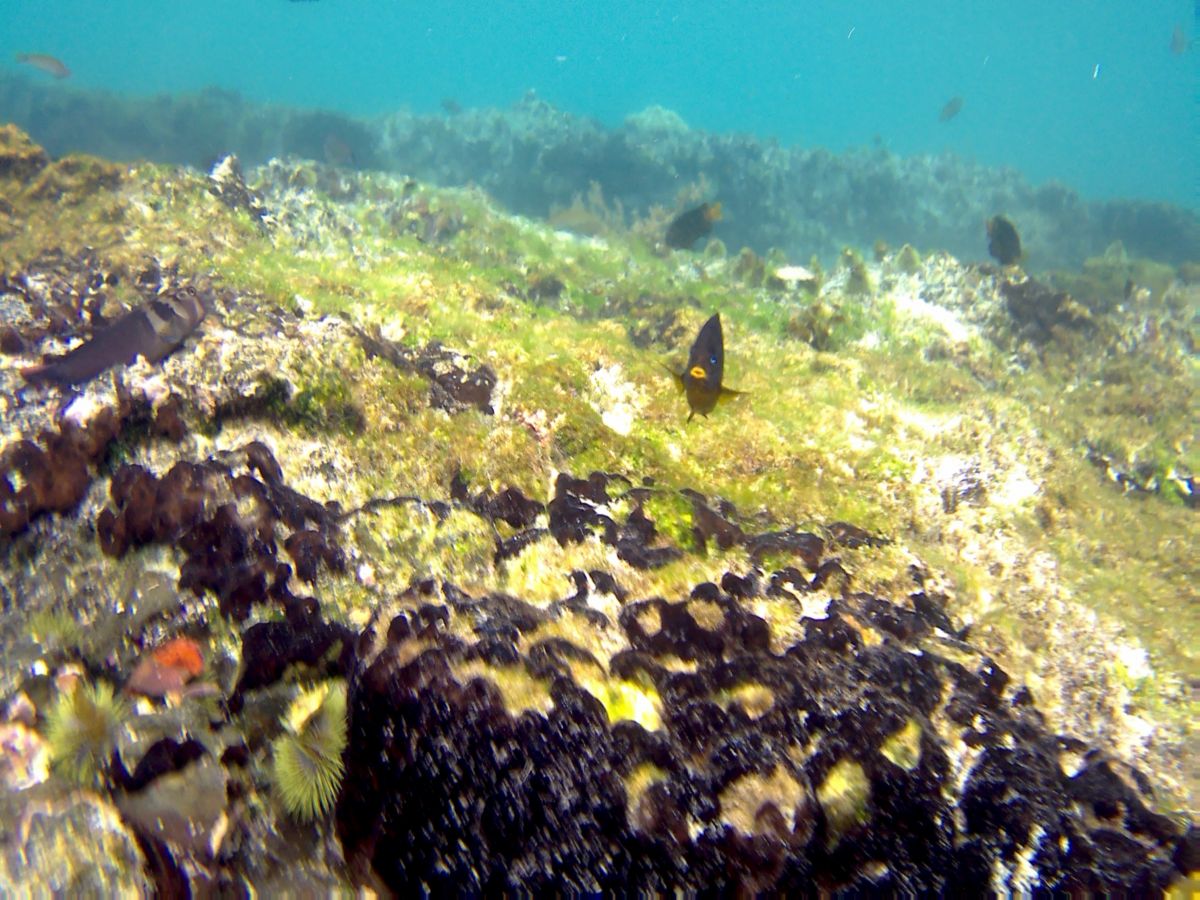 Dive of j_bu_ay - CONCHA DE PERLA ISABELA - GALAPAGOS - ECUADOR. Date ...