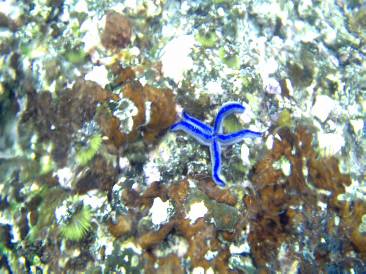 Dive of j_bu_ay - CONCHA DE PERLA ISABELA - GALAPAGOS - ECUADOR. Date ...