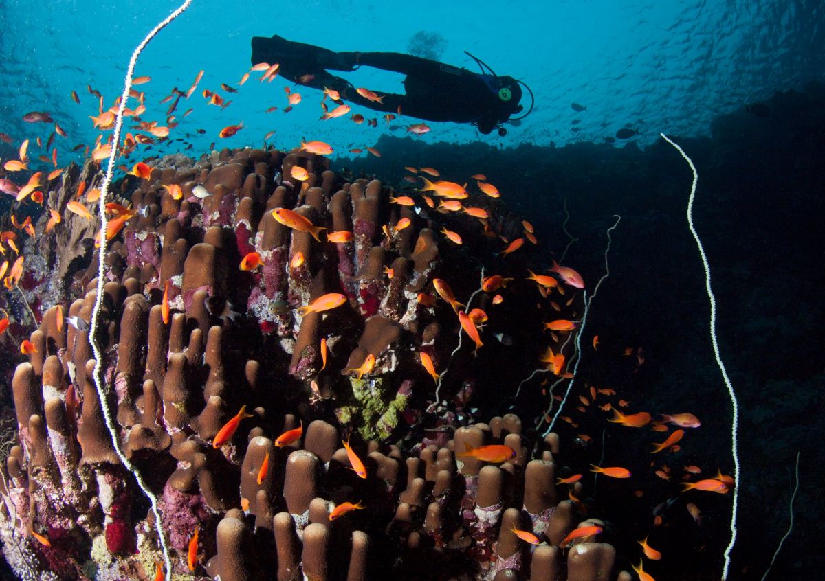 Inmersión de TE MOANA EXPEDITIONS - SEVEN REEFS - ARABIA SAUDÍ. Fecha ...