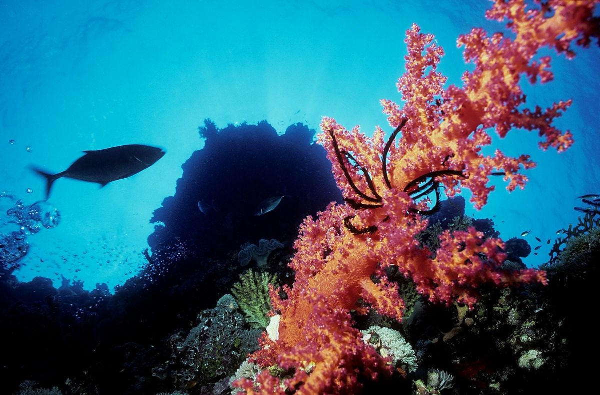 Dive of TE MOANA EXPEDITIONS - SEVEN REEFS - ARABIA SAUDÍ. Date: 14/09/2019