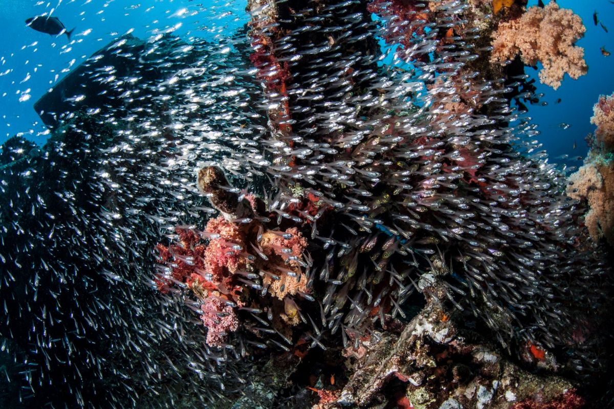 Inmersión de TE MOANA EXPEDITIONS - SEVEN REEFS - ARABIA SAUDÍ. Fecha ...