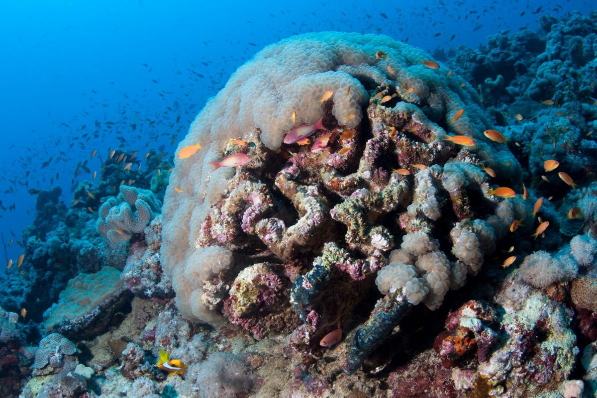 Inmersión de TE MOANA EXPEDITIONS - SEVEN REEFS - ARABIA SAUDÍ. Fecha ...