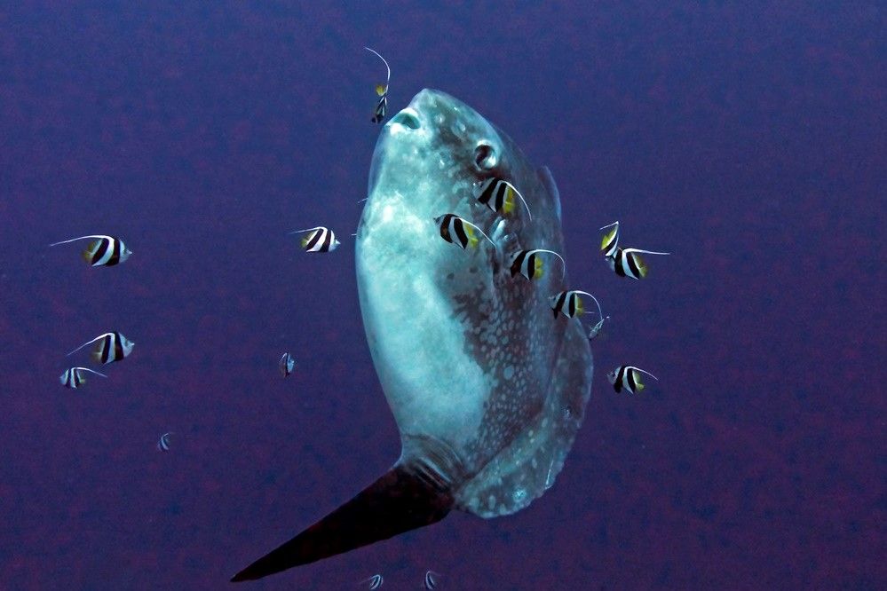 Inmersión de TE MOANA EXPEDITIONS - BLUE CORNER (NUSA LEMBONGAN, BALI ...