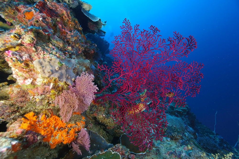 Inmersión de TE MOANA EXPEDITIONS - BLUE CORNER (NUSA LEMBONGAN, BALI ...