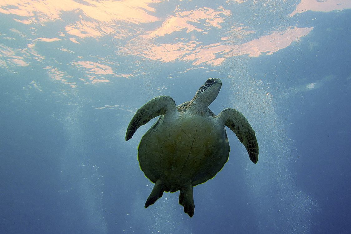 Inmersión de TE MOANA EXPEDITIONS - BLUE CORNER (NUSA LEMBONGAN, BALI ...