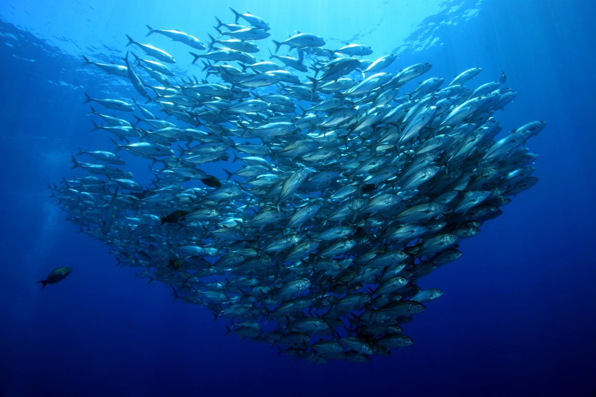 Inmersión de TE MOANA EXPEDITIONS - AMOS ROCK – TUBBATAHA REEF ...