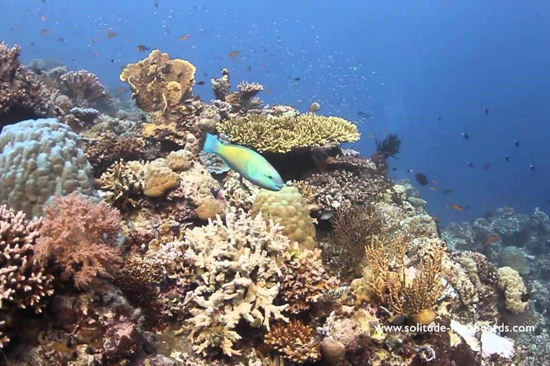 Inmersión de TE MOANA EXPEDITIONS - AMOS ROCK – TUBBATAHA REEF ...