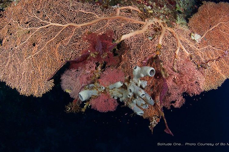 Inmersión de TE MOANA EXPEDITIONS - AMOS ROCK – TUBBATAHA REEF ...