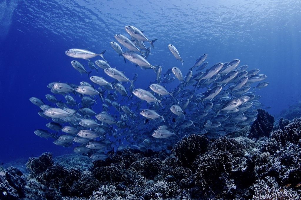 Inmersión de TE MOANA EXPEDITIONS - AMOS ROCK – TUBBATAHA REEF ...