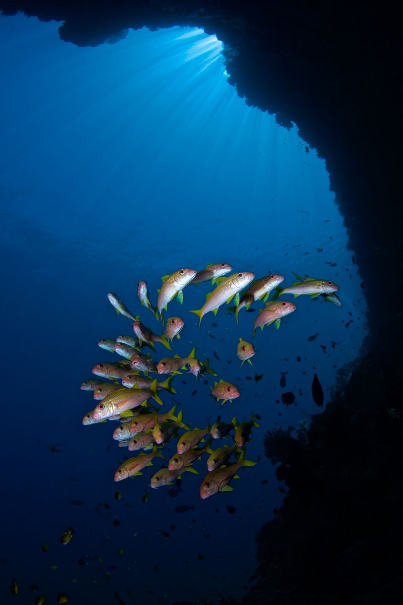 Inmersión de TE MOANA EXPEDITIONS - AMOS ROCK – TUBBATAHA REEF ...