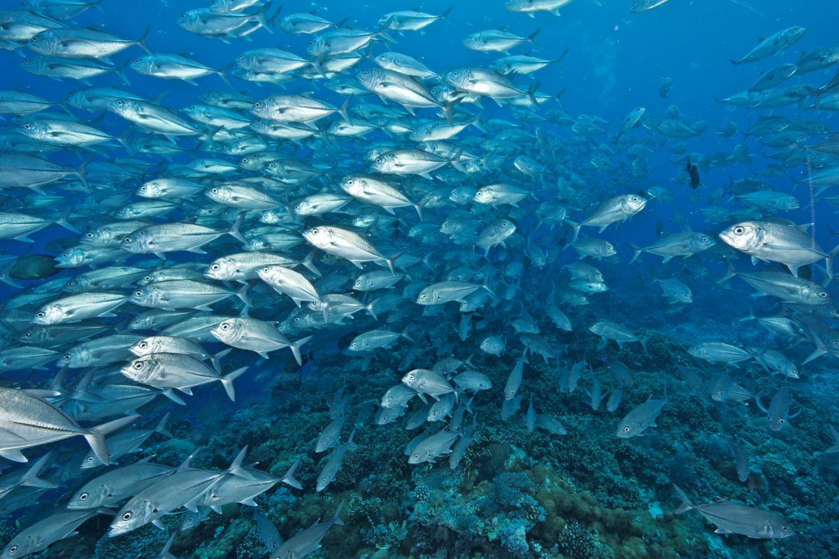 Inmersión de TE MOANA EXPEDITIONS - AMOS ROCK – TUBBATAHA REEF ...