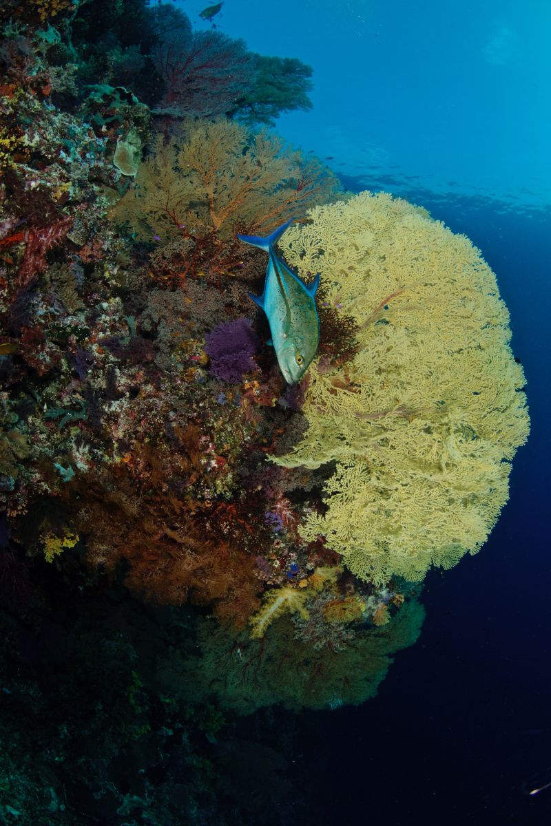 Inmersión de TE MOANA EXPEDITIONS - AMOS ROCK – TUBBATAHA REEF ...