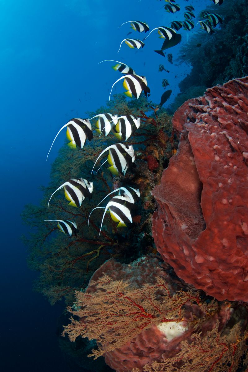 Inmersión de TE MOANA EXPEDITIONS - AMOS ROCK – TUBBATAHA REEF ...