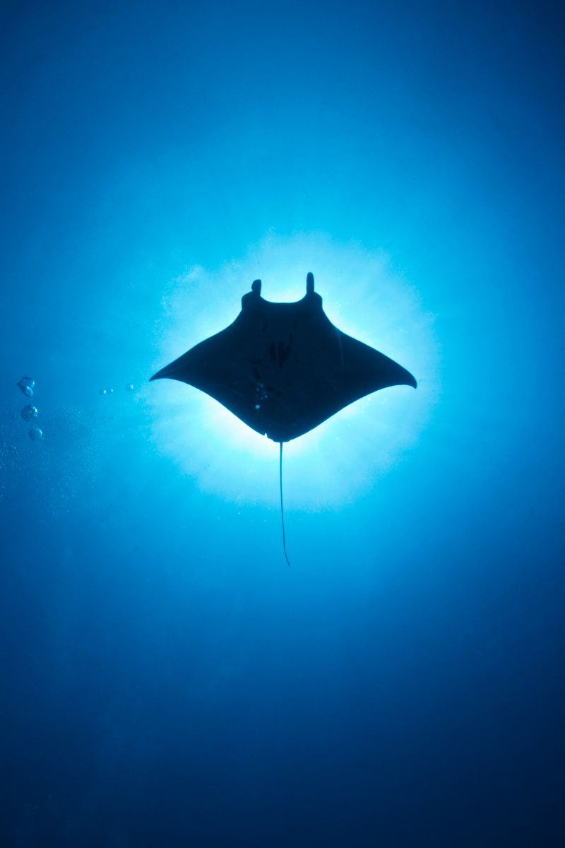 Inmersión de TE MOANA EXPEDITIONS - AMOS ROCK – TUBBATAHA REEF ...