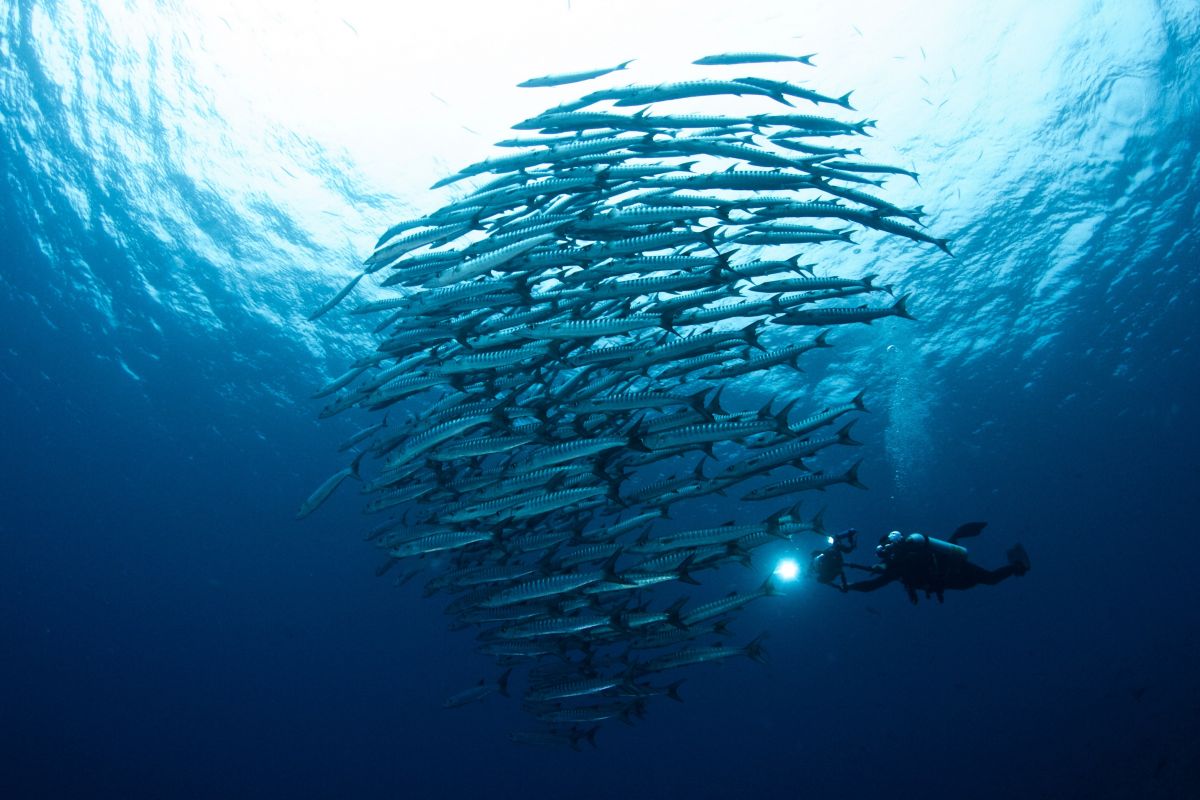 Inmersión de TE MOANA EXPEDITIONS - AMOS ROCK – TUBBATAHA REEF ...