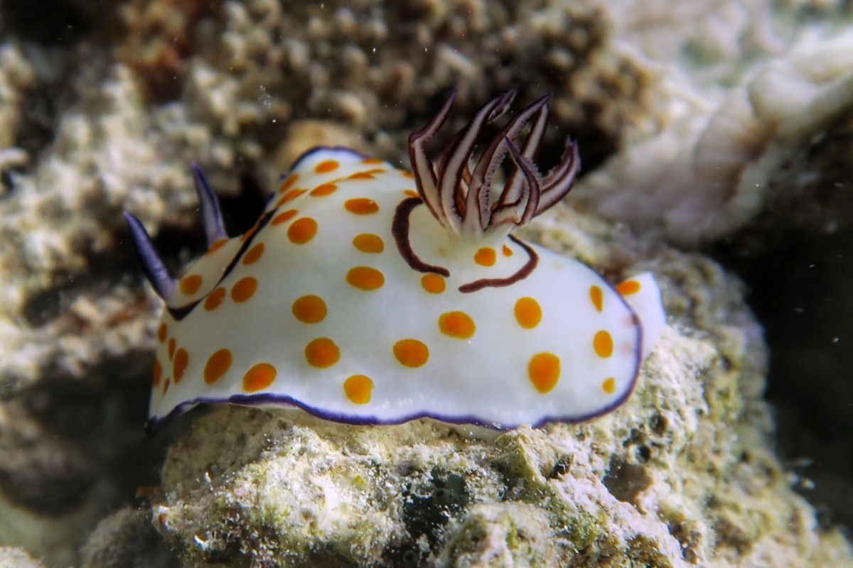 Inmersión de Willyfogg - LA BARQUE GUBAL EGIPTO. Fecha: 28/05/2019